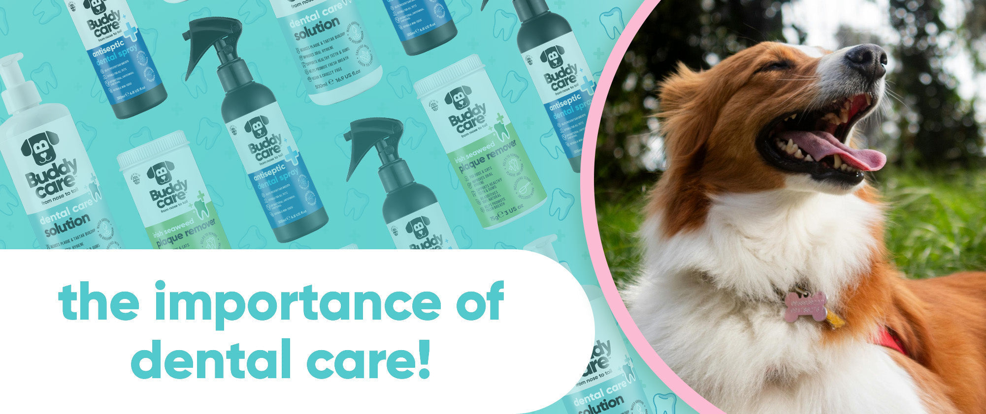 The Importance of Dental Care for Your Pets 🐶🐱🦷 – Buddycare