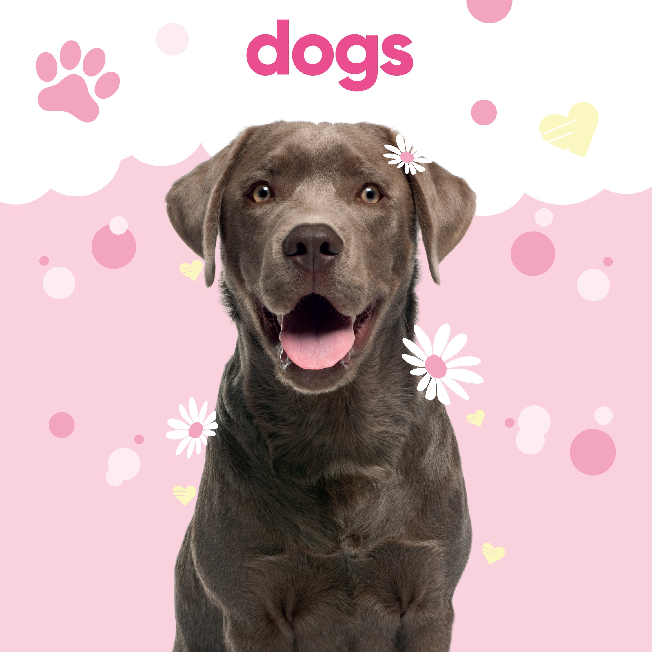 Buddycare - Dog & Cat Grooming